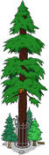 Springfield's oldest redwood tree - Wikisimpsons, the Simpsons Wiki